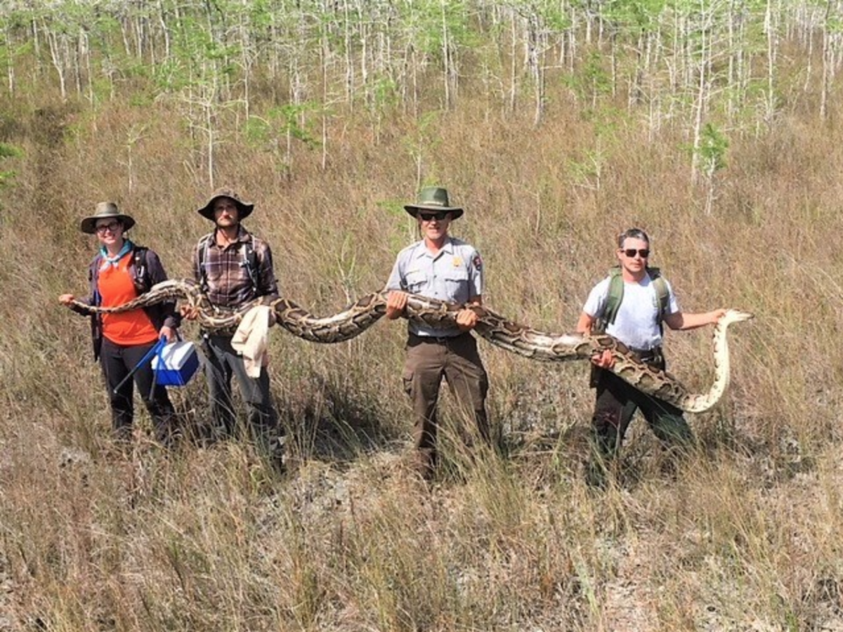 17-Foot Python In Florida Breaks Record, Park Officials Say - WJCT ...